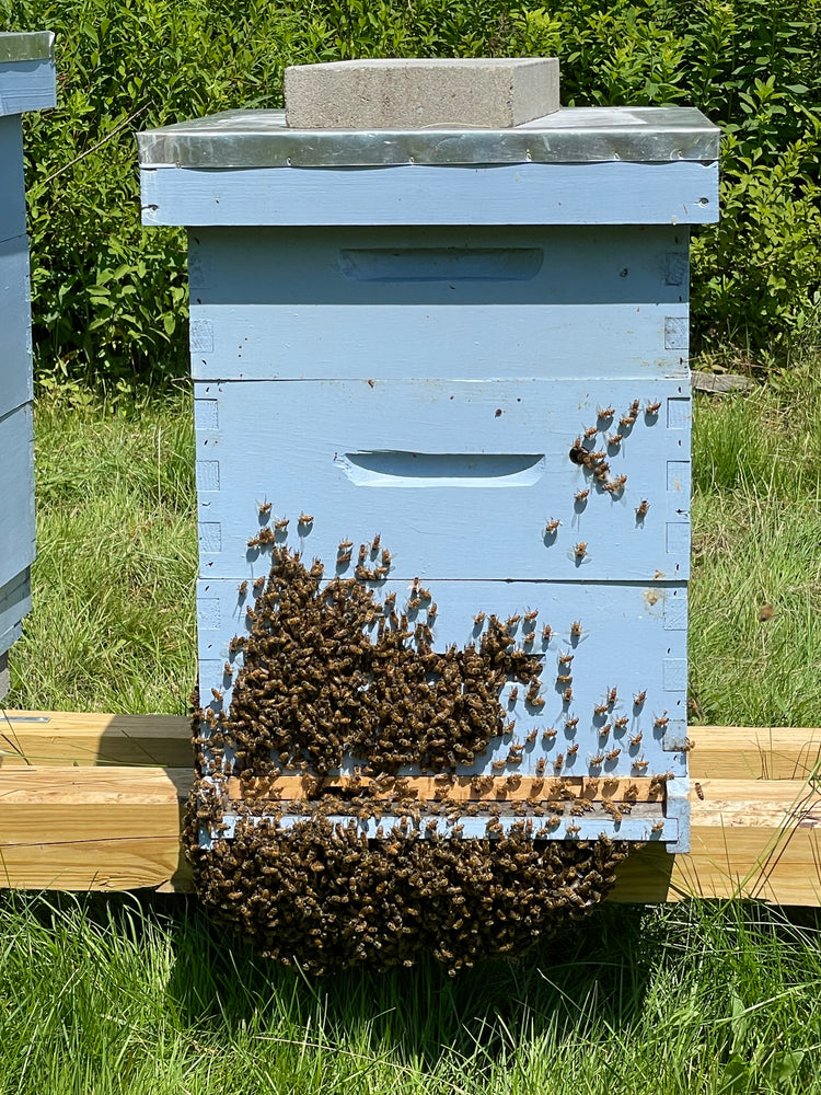 Barters Island Bees - All Natural Honey From Maine – BartersIslandBees